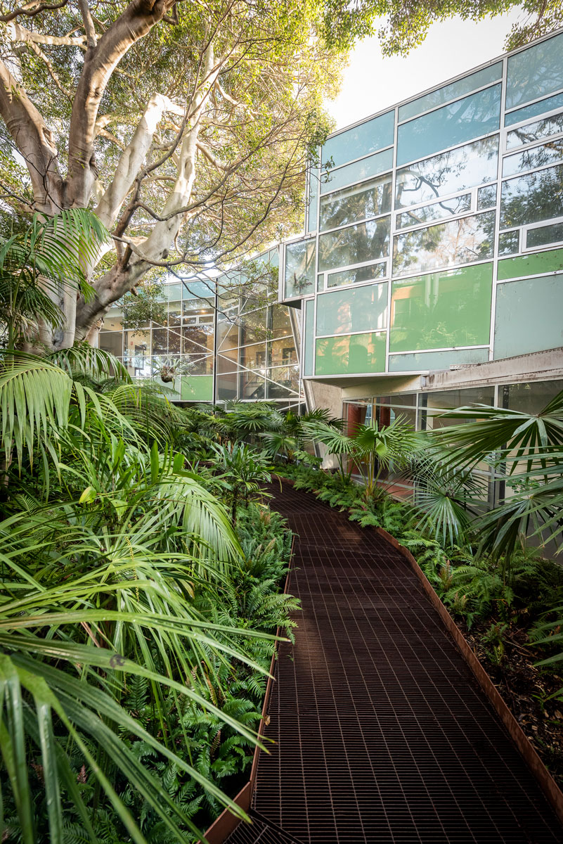 Rainforest Walk | Stokes Rousseau